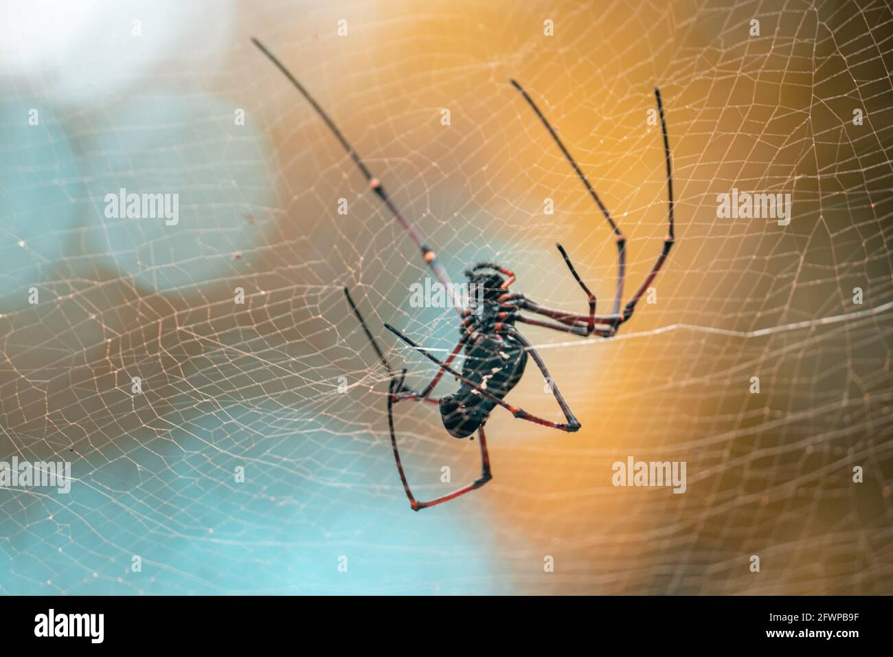 Giant golden orb weaver netting underneath view. creating a large net ...