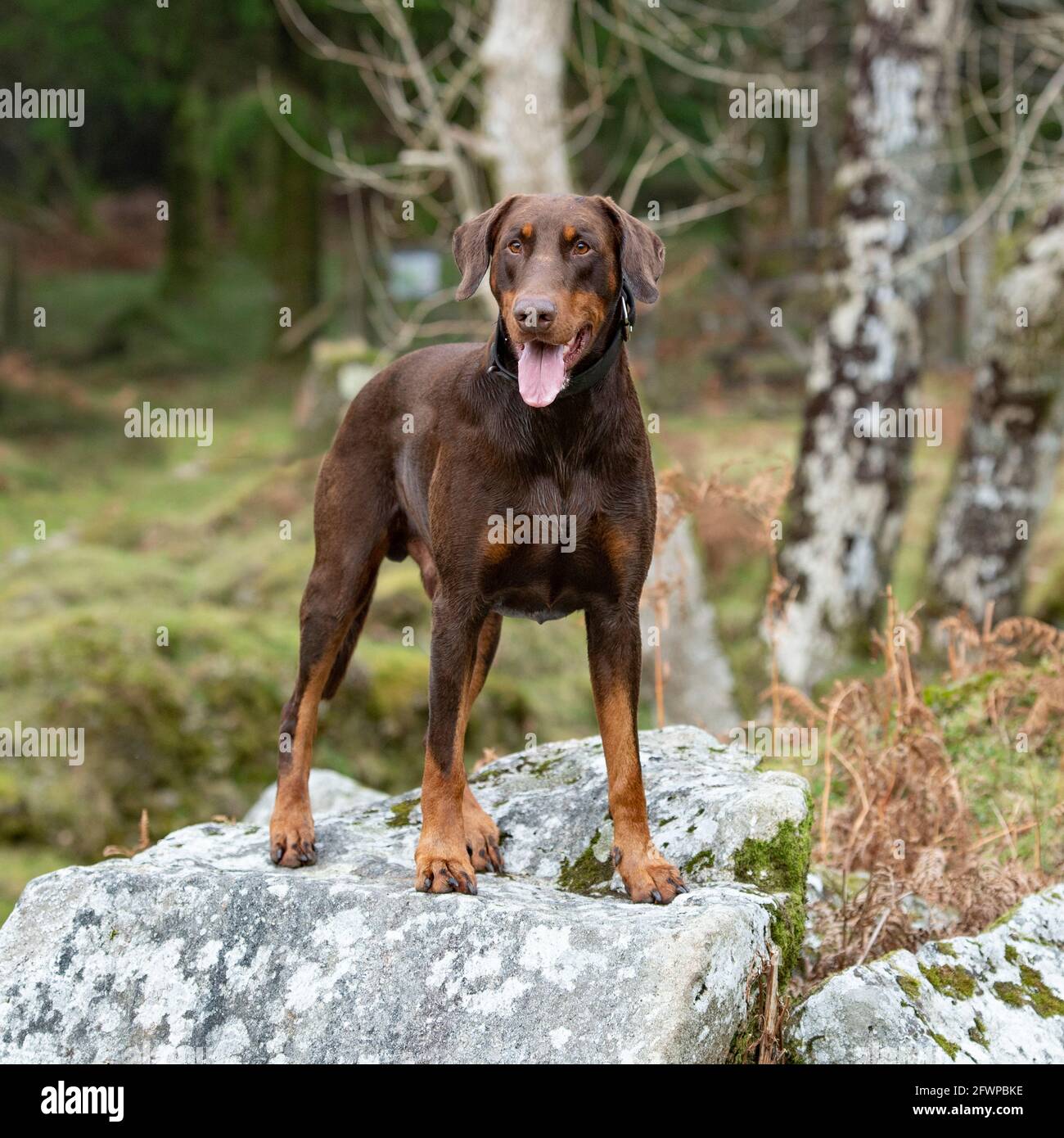 Male doberman hi-res stock photography and images - Alamy