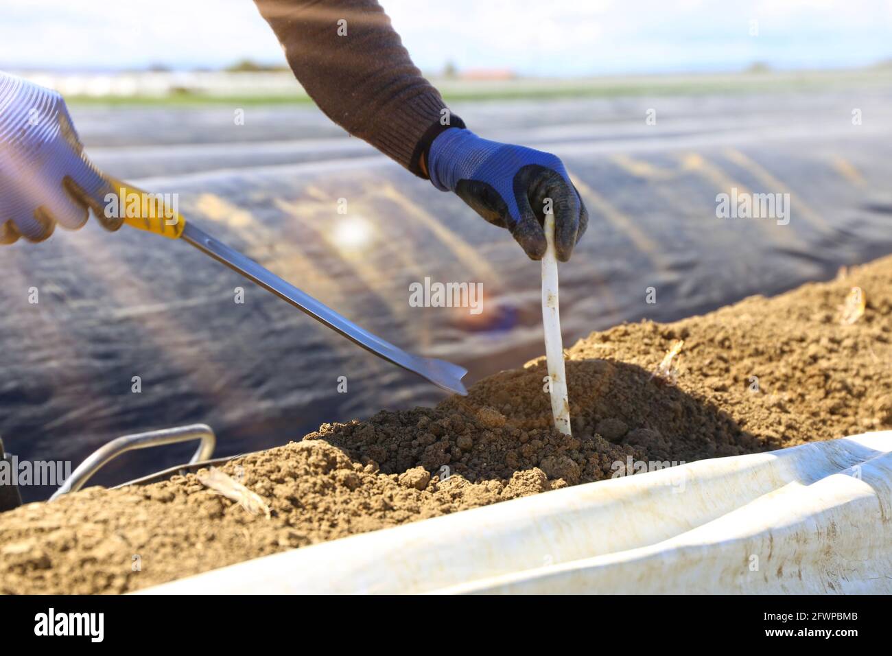 Agricultural asparagus harvest Stock Photo - Alamy