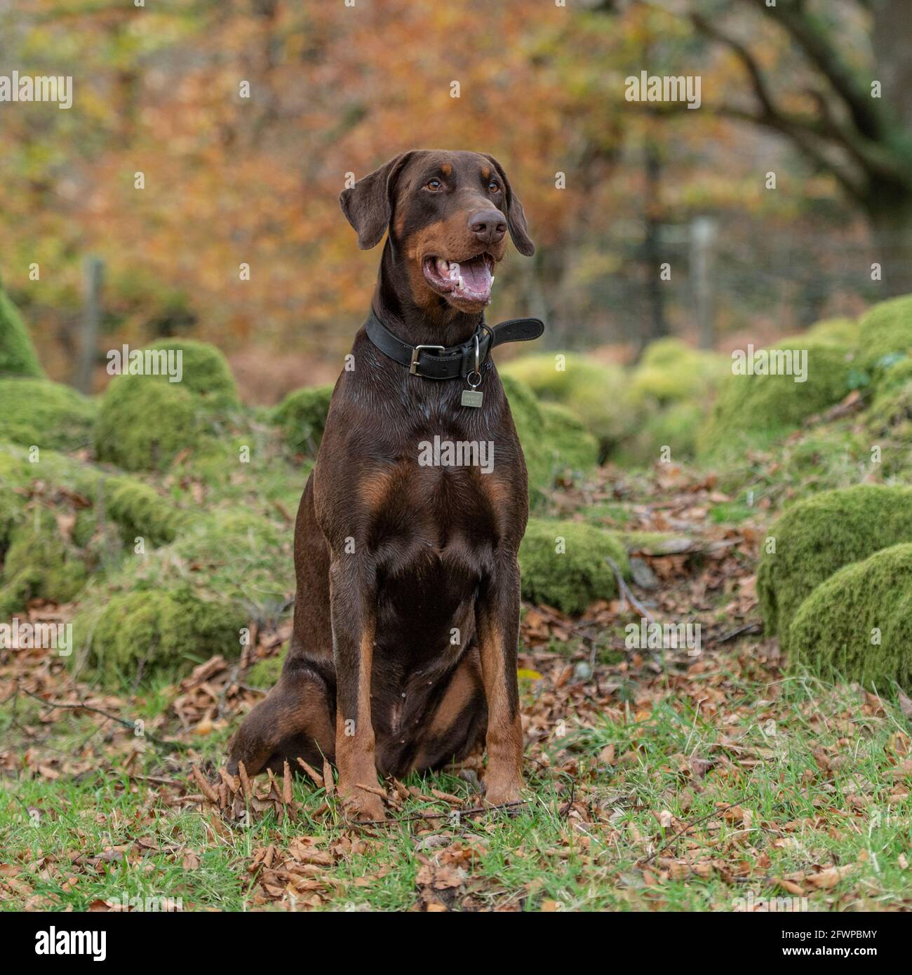 Doberman sitting hi-res stock photography and images - Alamy