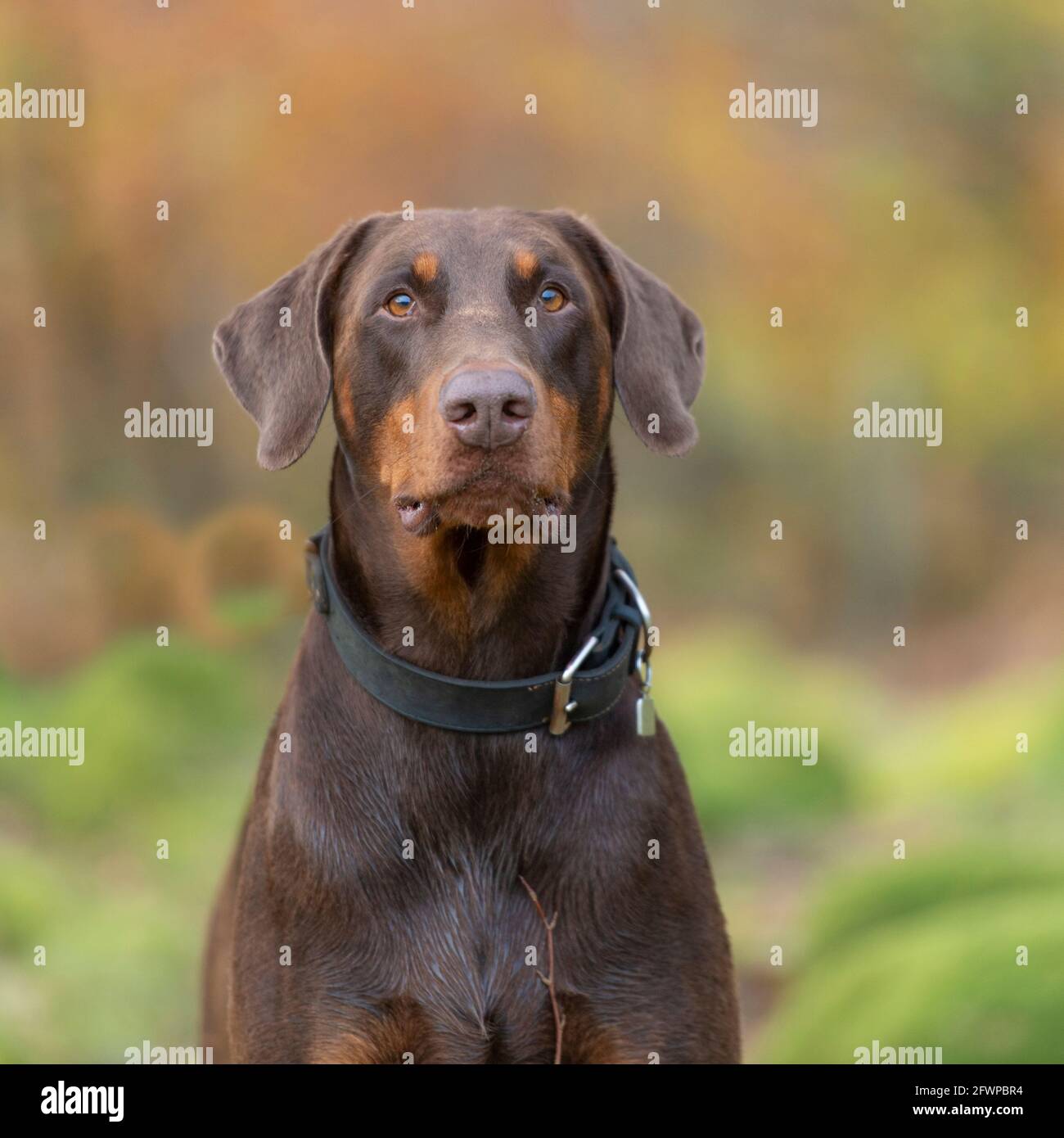 Doberman hi-res stock photography and images - Alamy