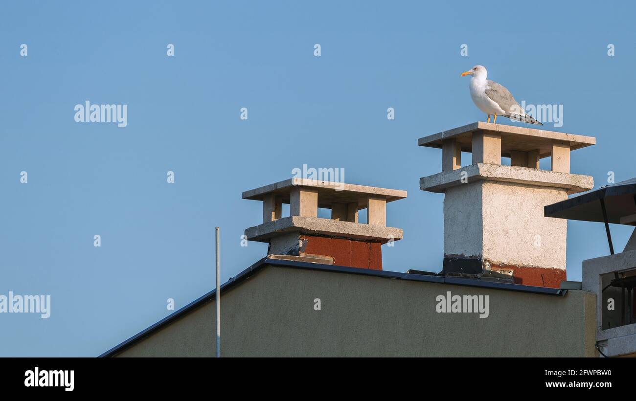 A beautiful seagull sits on the roof of the house Stock Photo - Alamy