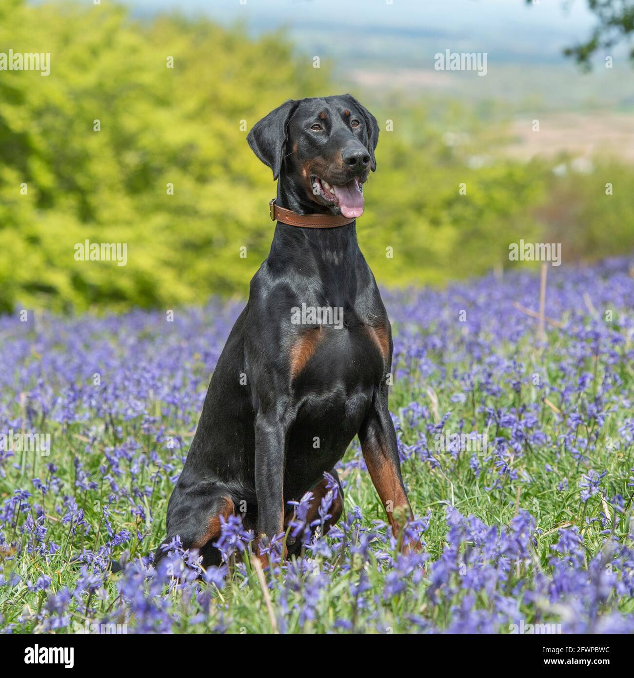 dobermann, doberman pinscher Stock Photo - Alamy
