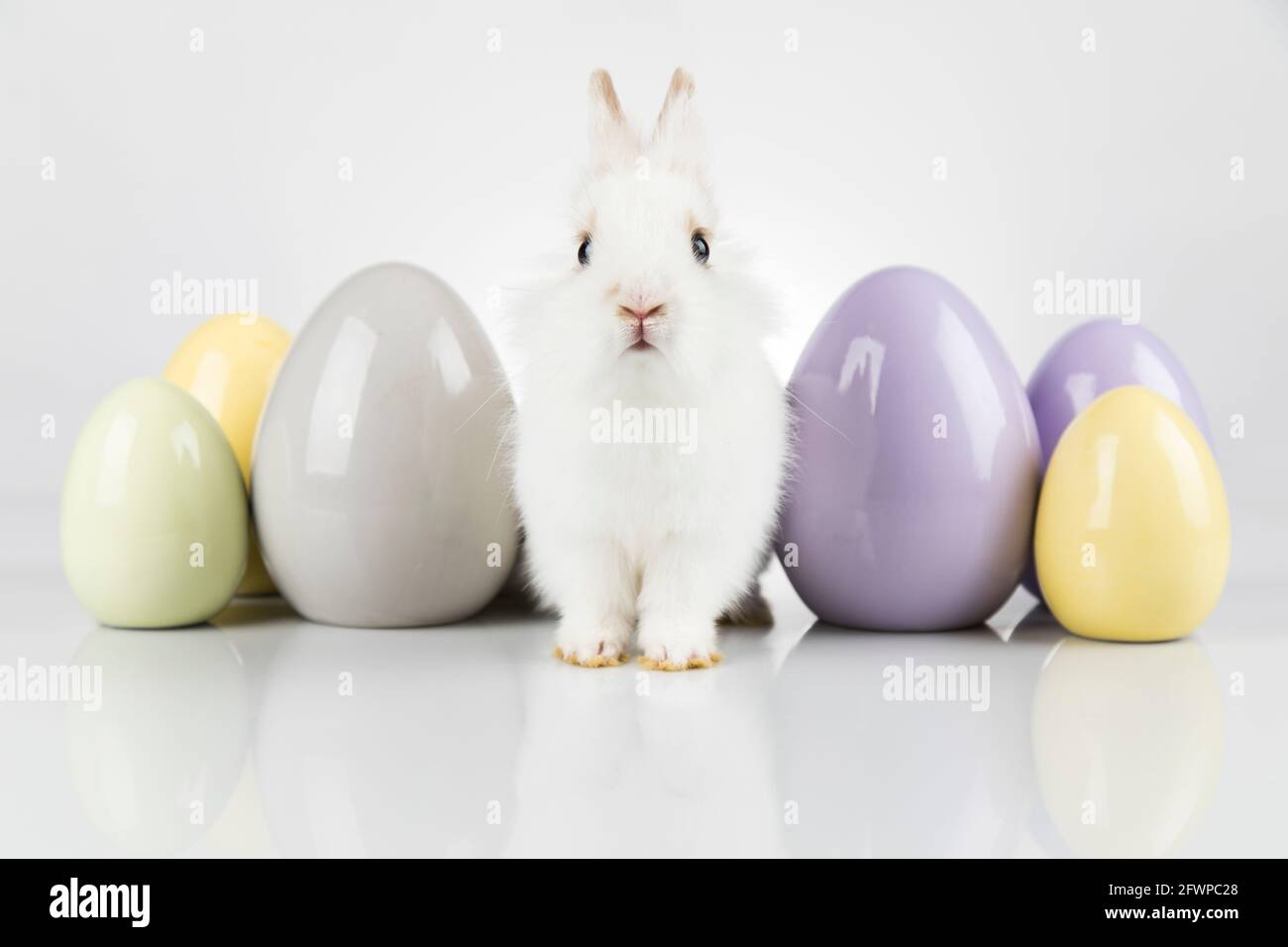 Egg,Little bunny, happy easter background Stock Photo - Alamy