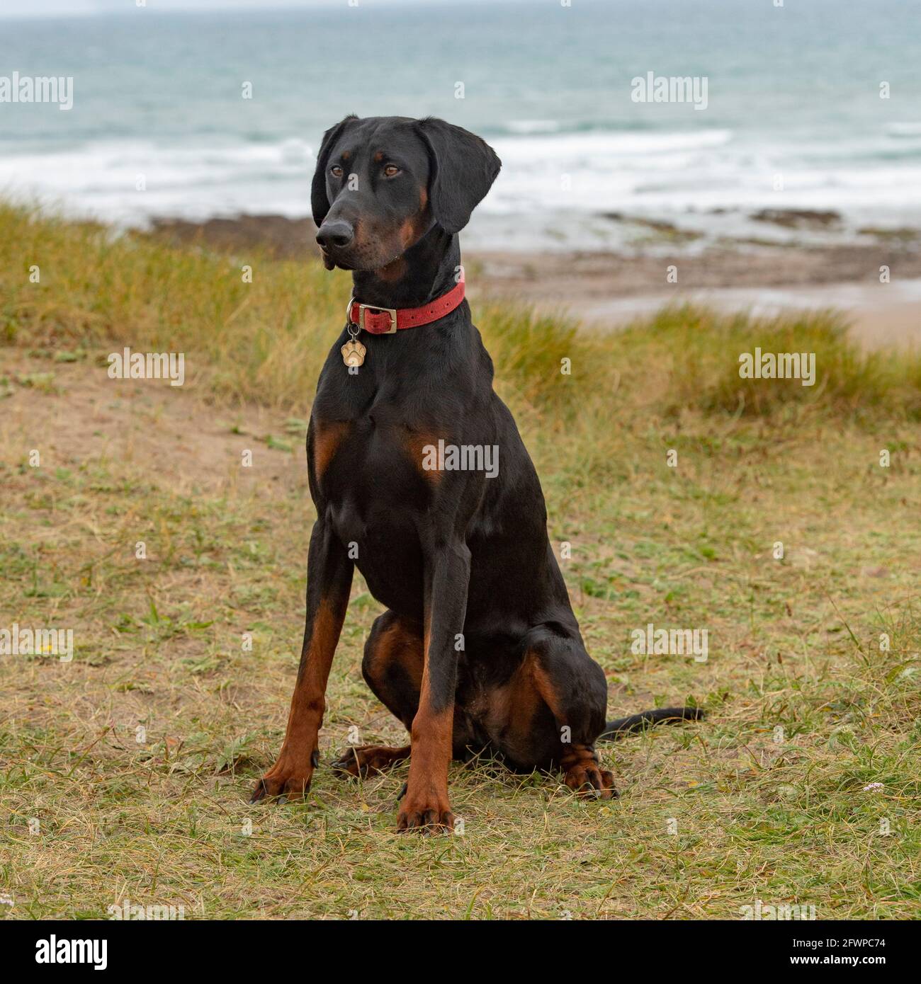 Undocked doberman hi-res stock photography and images - Alamy
