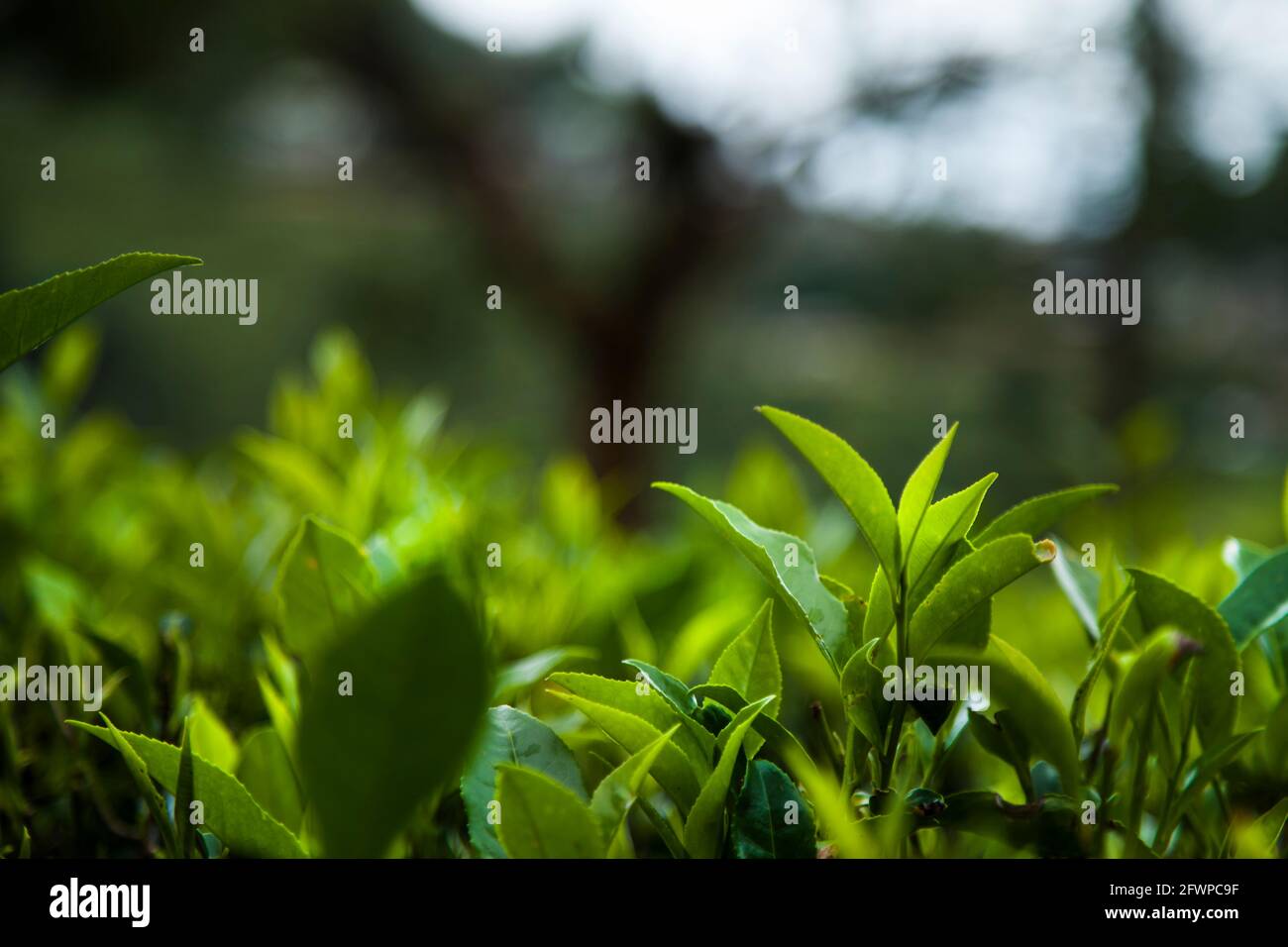 Close up of fresh tea leaves Stock Photo - Alamy