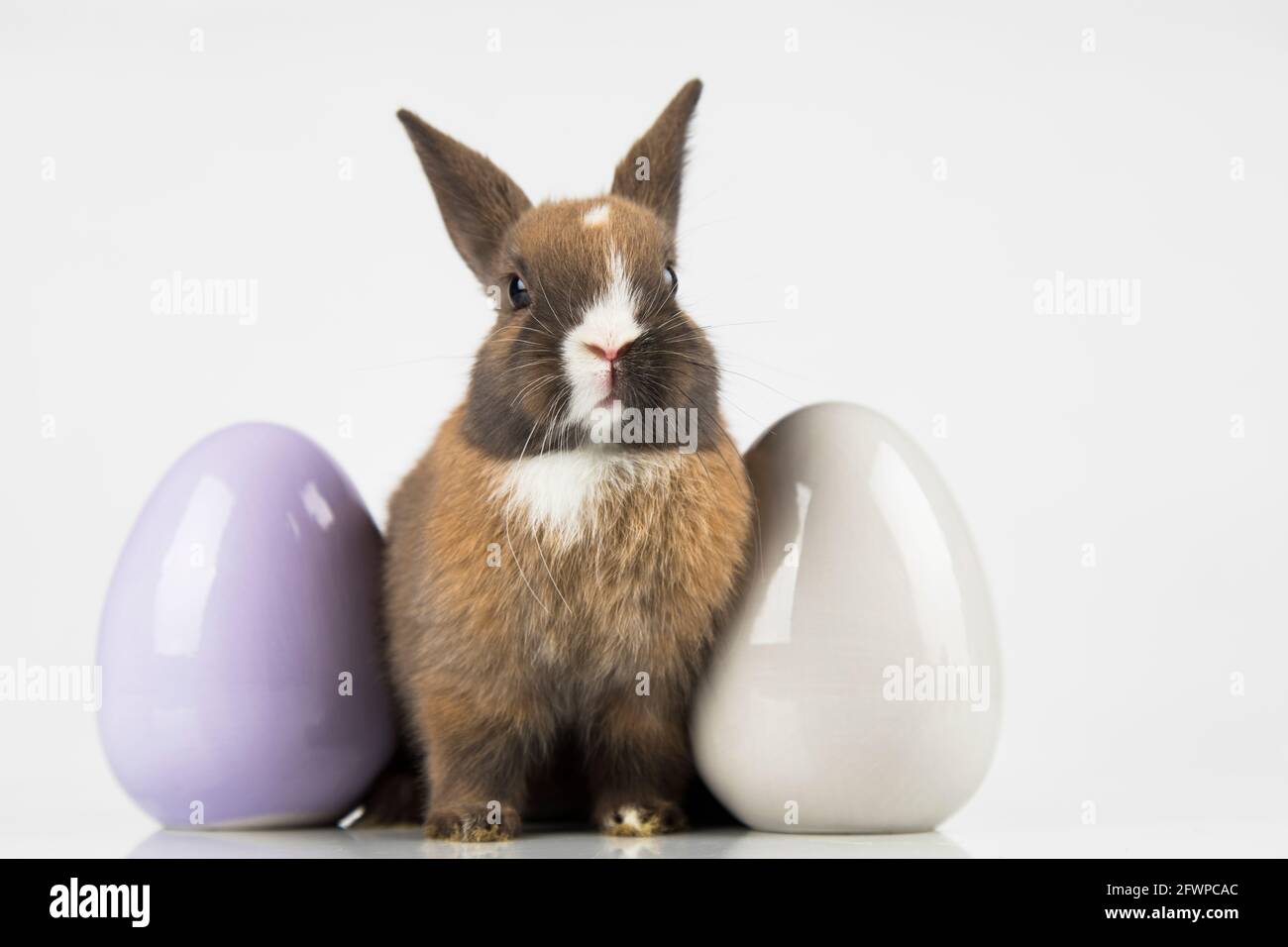 Egg,Little bunny, happy easter background Stock Photo - Alamy