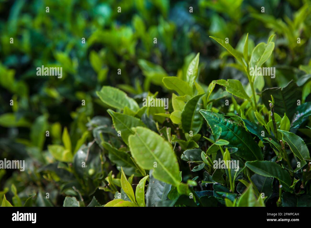 Close up of fresh tea leaves Stock Photo - Alamy