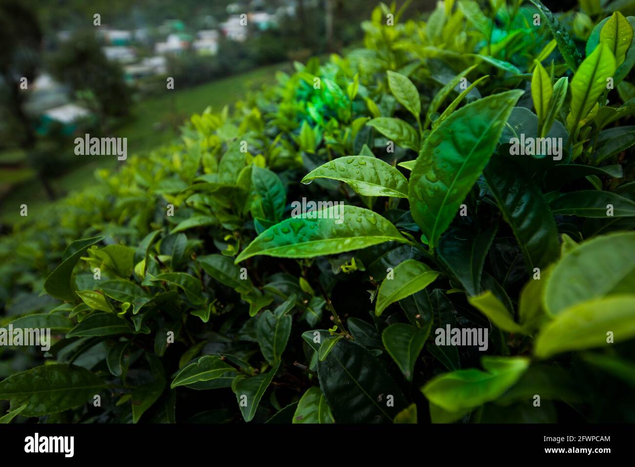 Close up of fresh tea leaves Stock Photo - Alamy