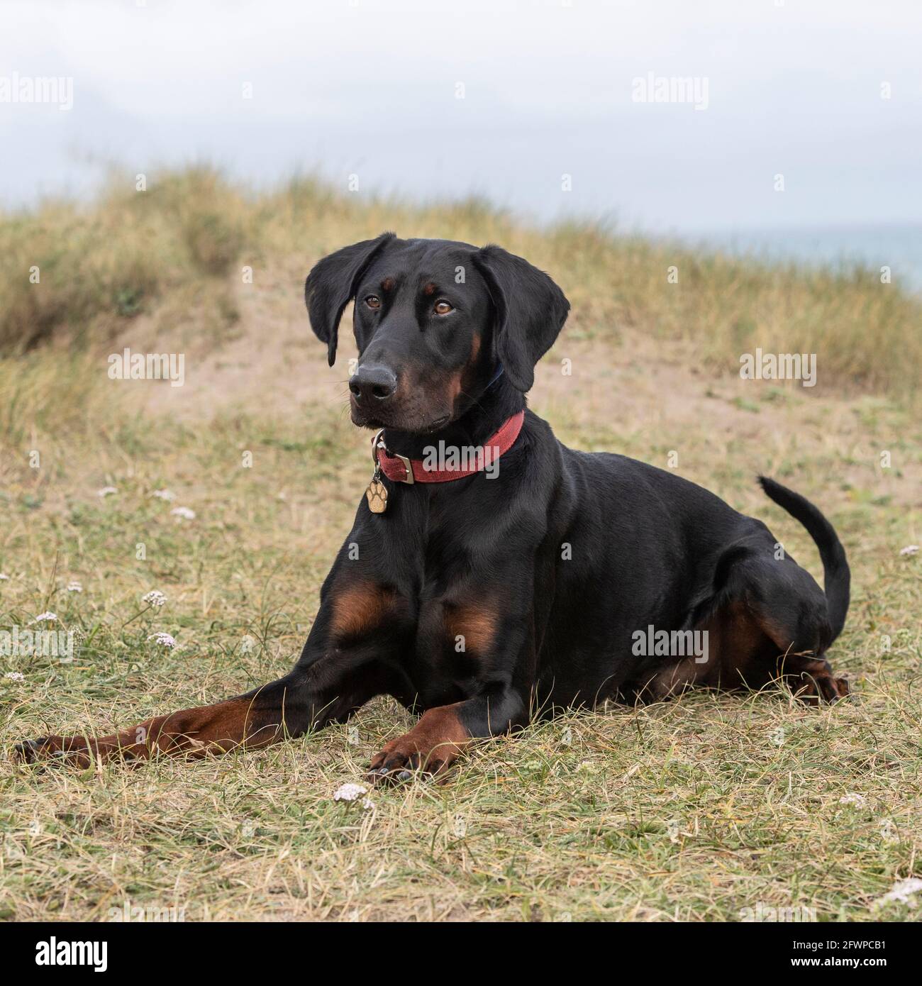Undocked doberman hi-res stock photography and images - Alamy