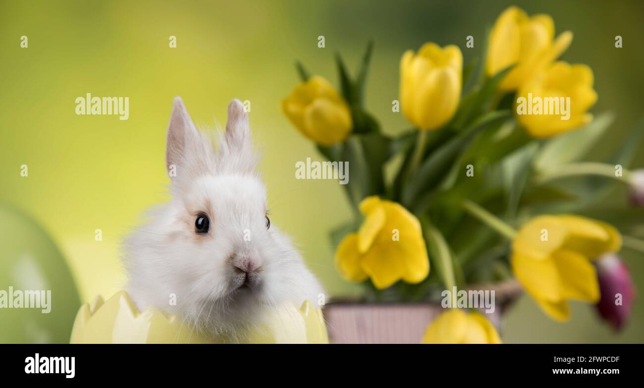 Baby bunny and egg, easter background Stock Photo - Alamy