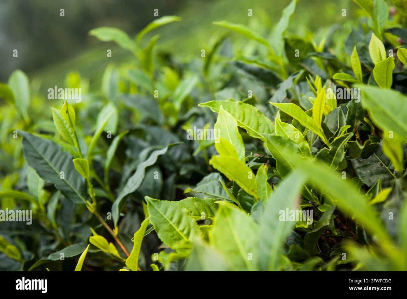 Close up of fresh tea leaves Stock Photo - Alamy