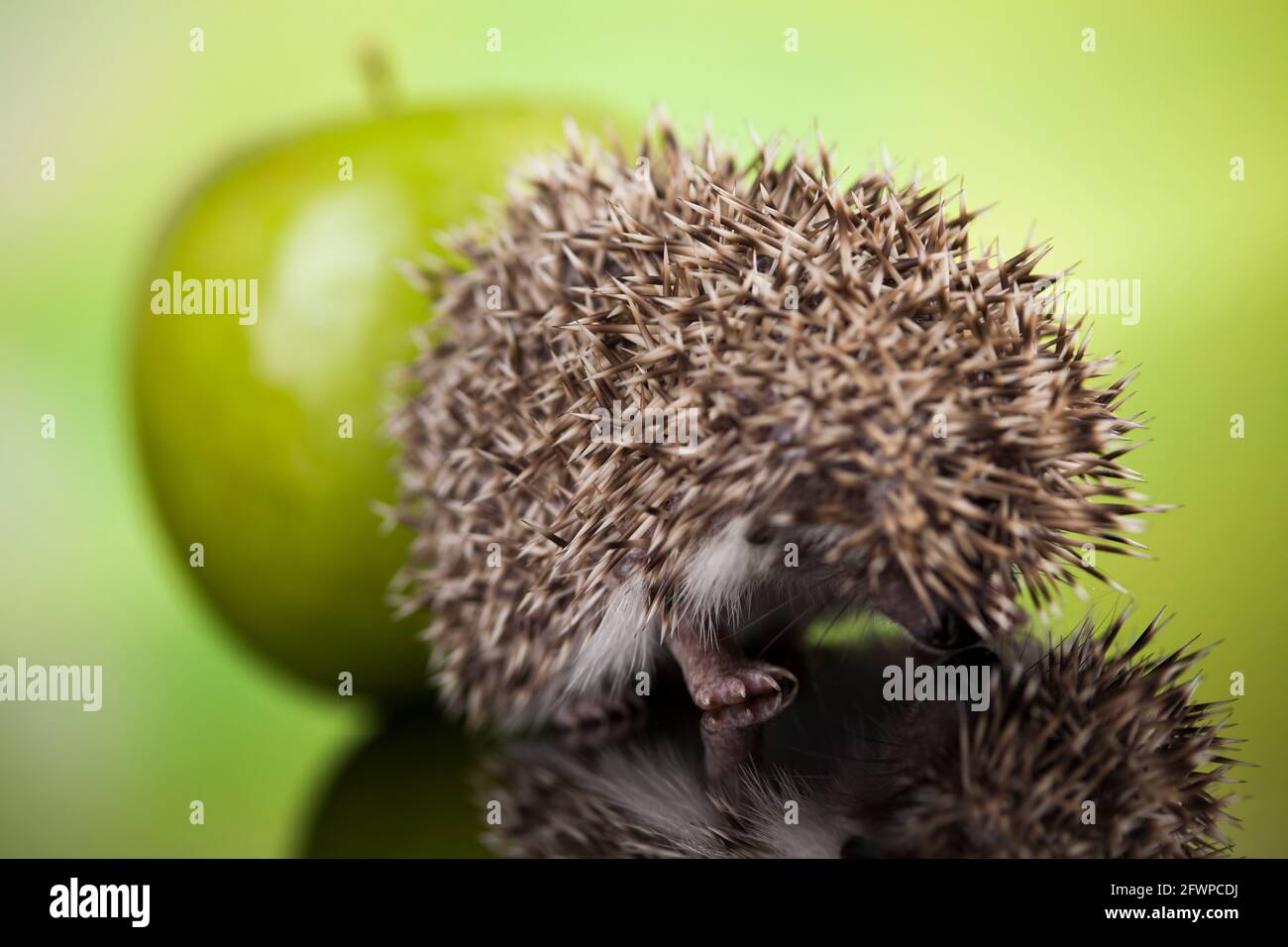 Hedgehog with apple, Autumnal animal Stock Photo - Alamy