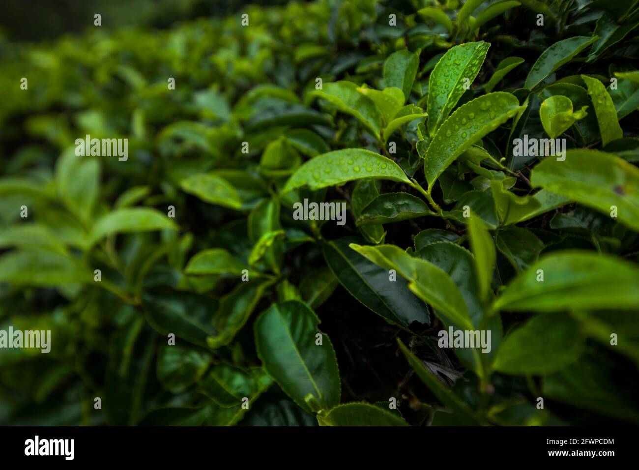 Close up of fresh tea leaves Stock Photo - Alamy