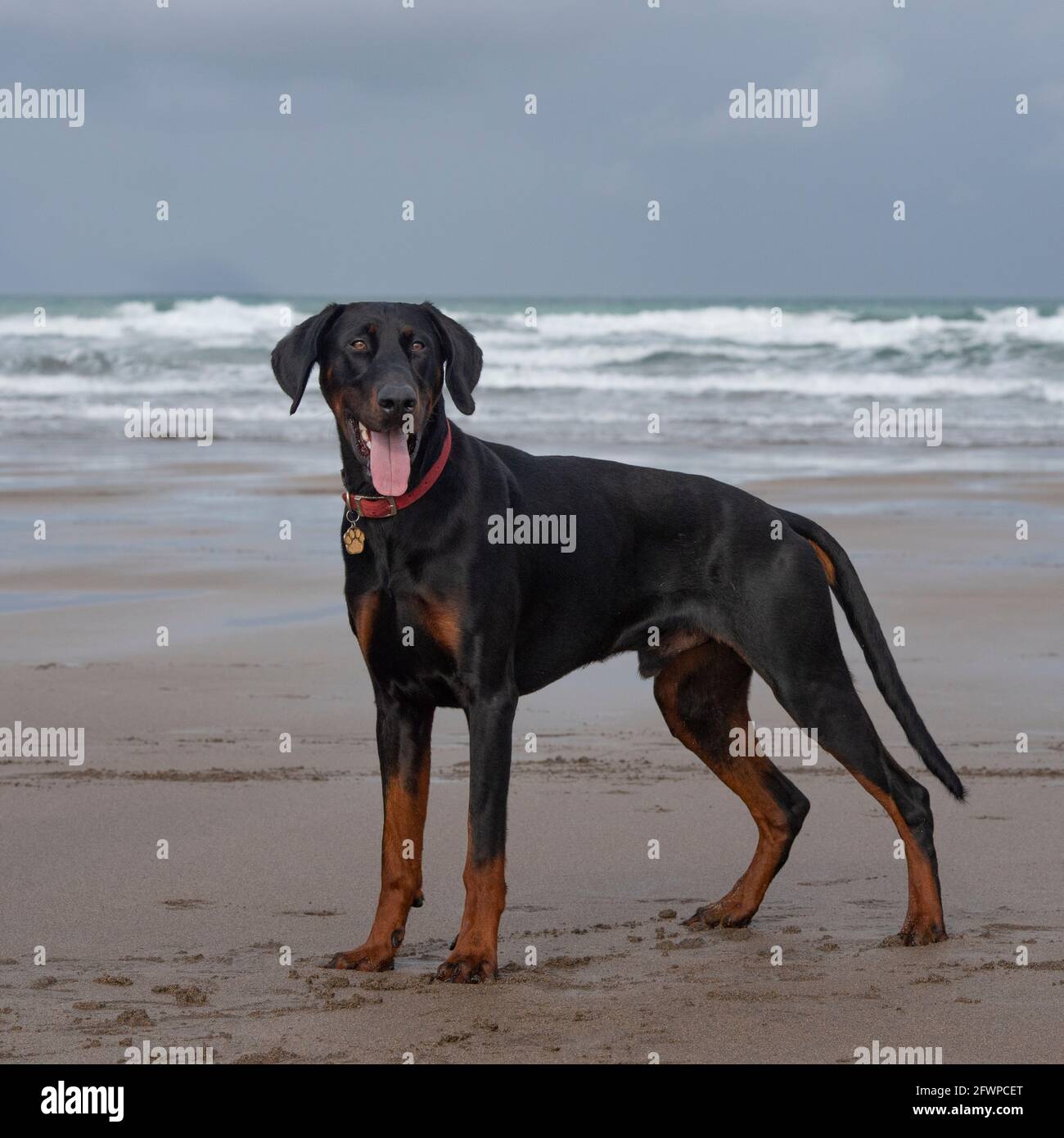 Undocked doberman hi-res stock photography and images - Alamy