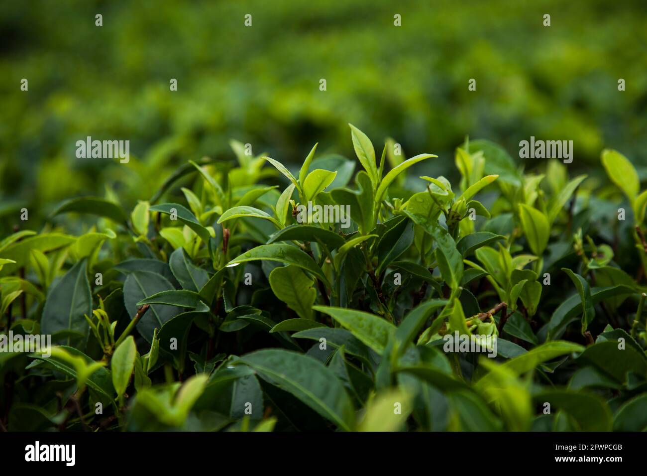 Field of green tea plantation Stock Photo - Alamy