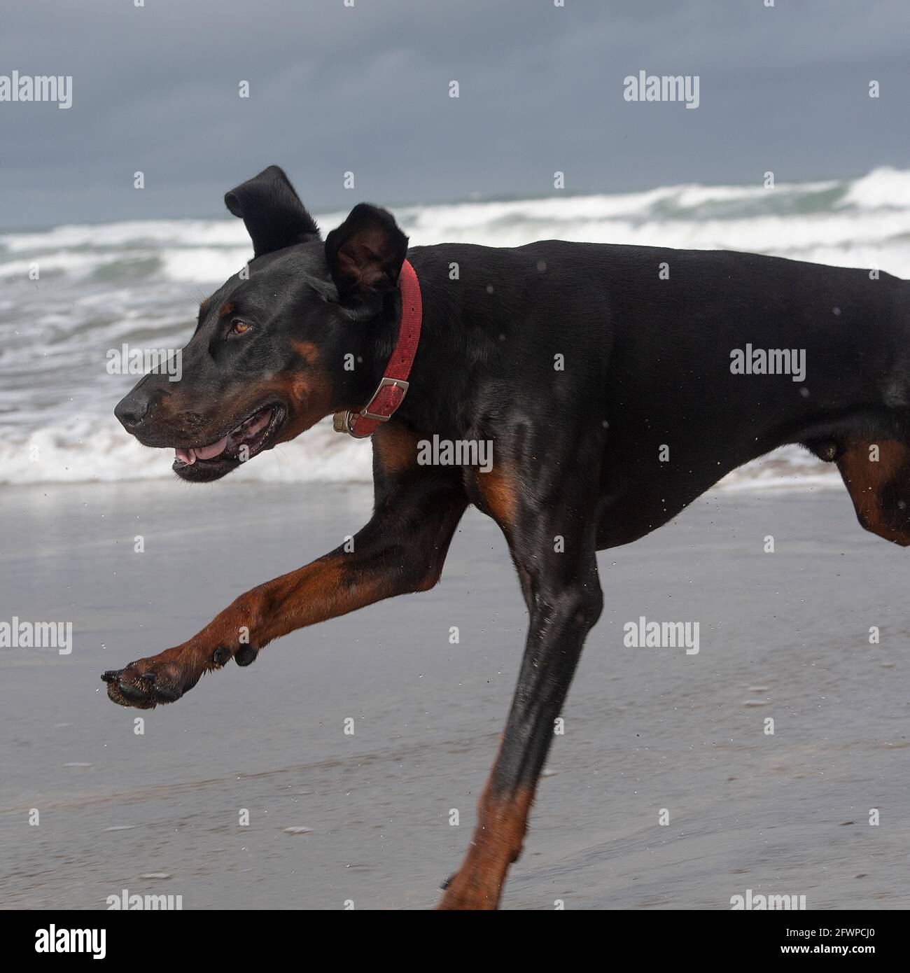 Dobermann natural ears hi-res stock photography and images - Alamy