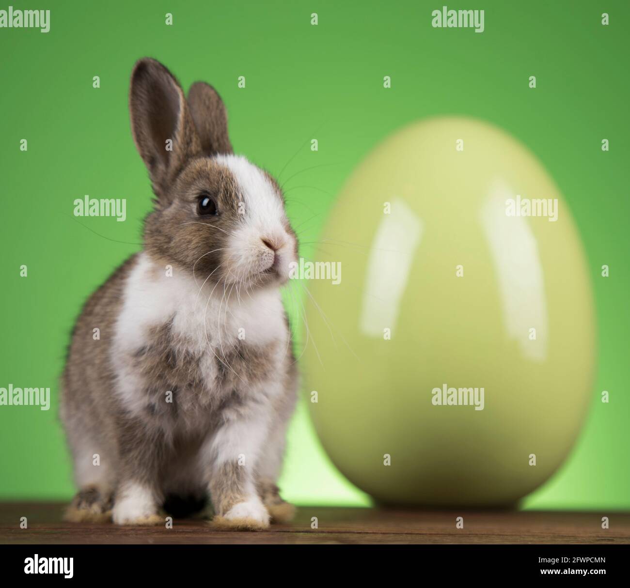 Egg,Little bunny, happy easter background Stock Photo - Alamy