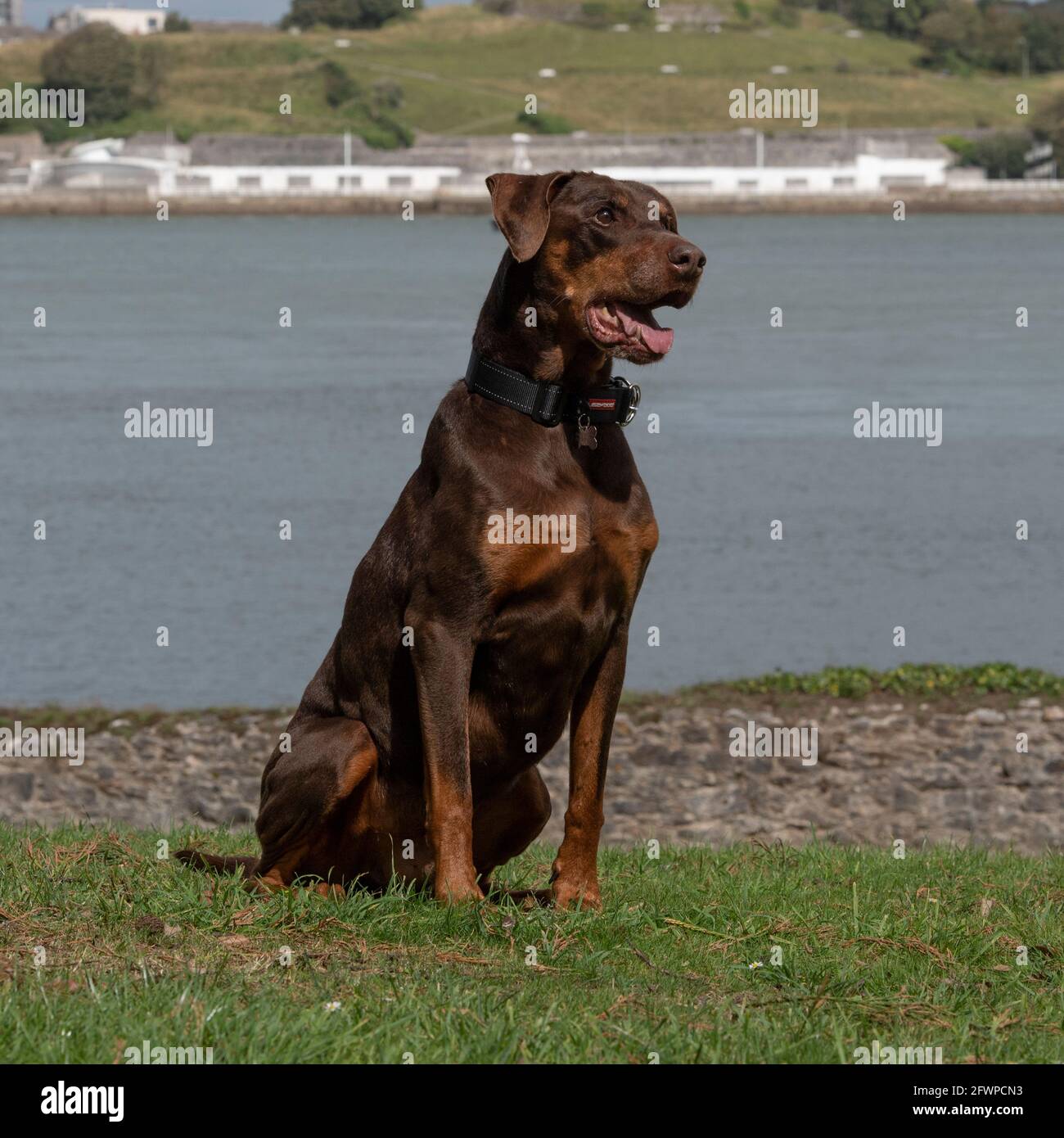 Red Doberman Rottweiler Mix
