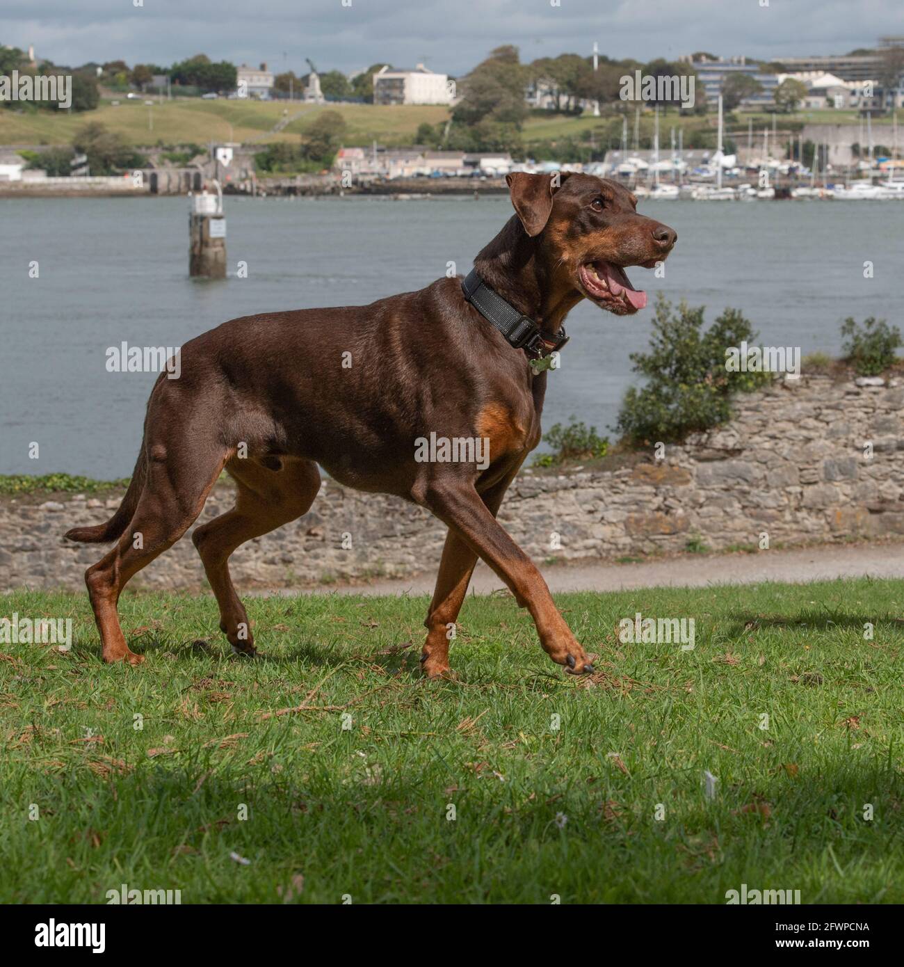 Rottweiler Mix Doberman Pinscher
