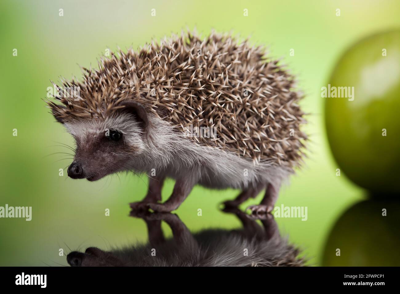 Hedgehog apple autumnal animal hi-res stock photography and images - Alamy