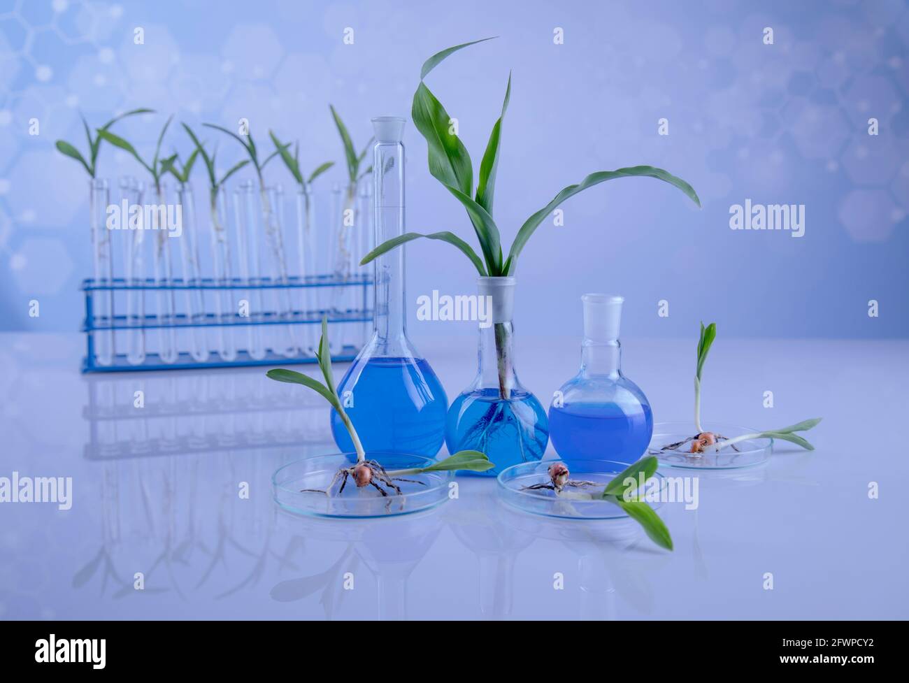 Plant laboratory experimental, Chemical glassware Stock Photo - Alamy
