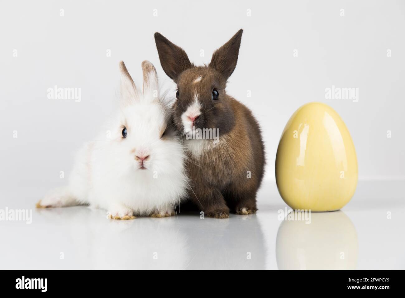 Eggs,Spring baby bunny, happy easter background Stock Photo - Alamy