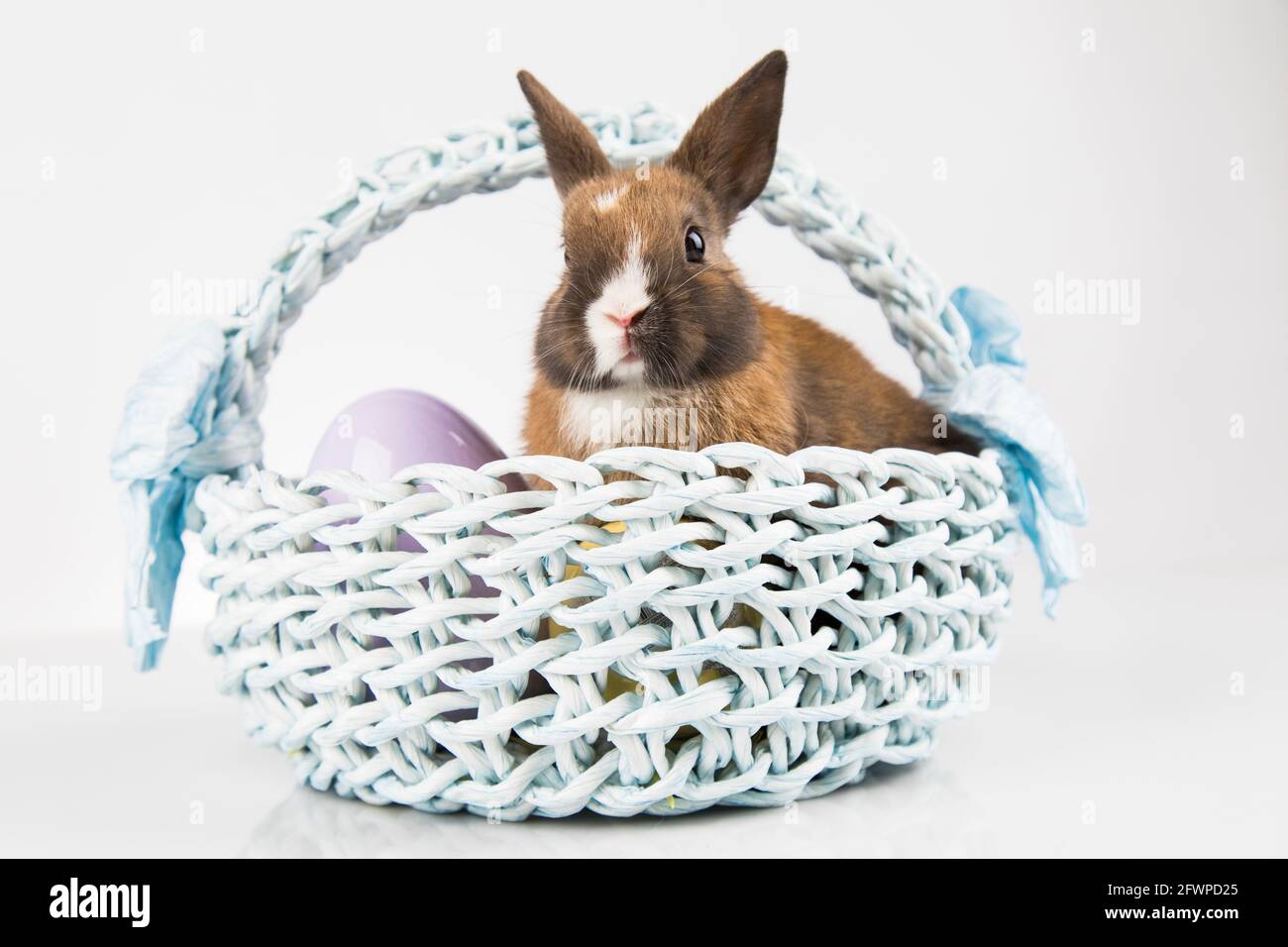 Baby rabbits in a basket Stock Photo - Alamy