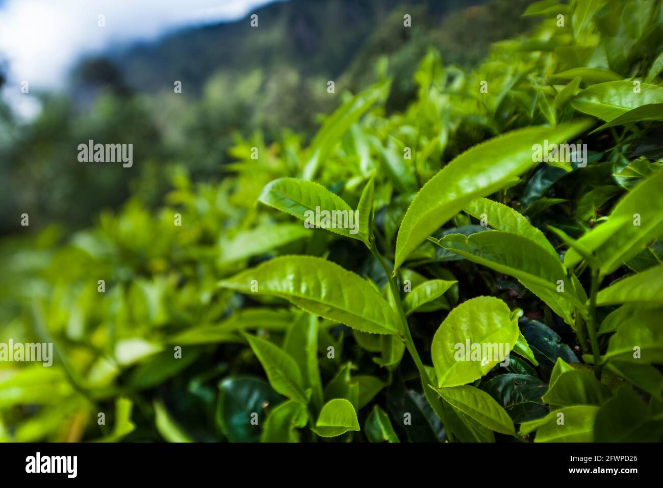 Sri lanka, Asia, Beautiful fresh green tea plantation Stock Photo - Alamy