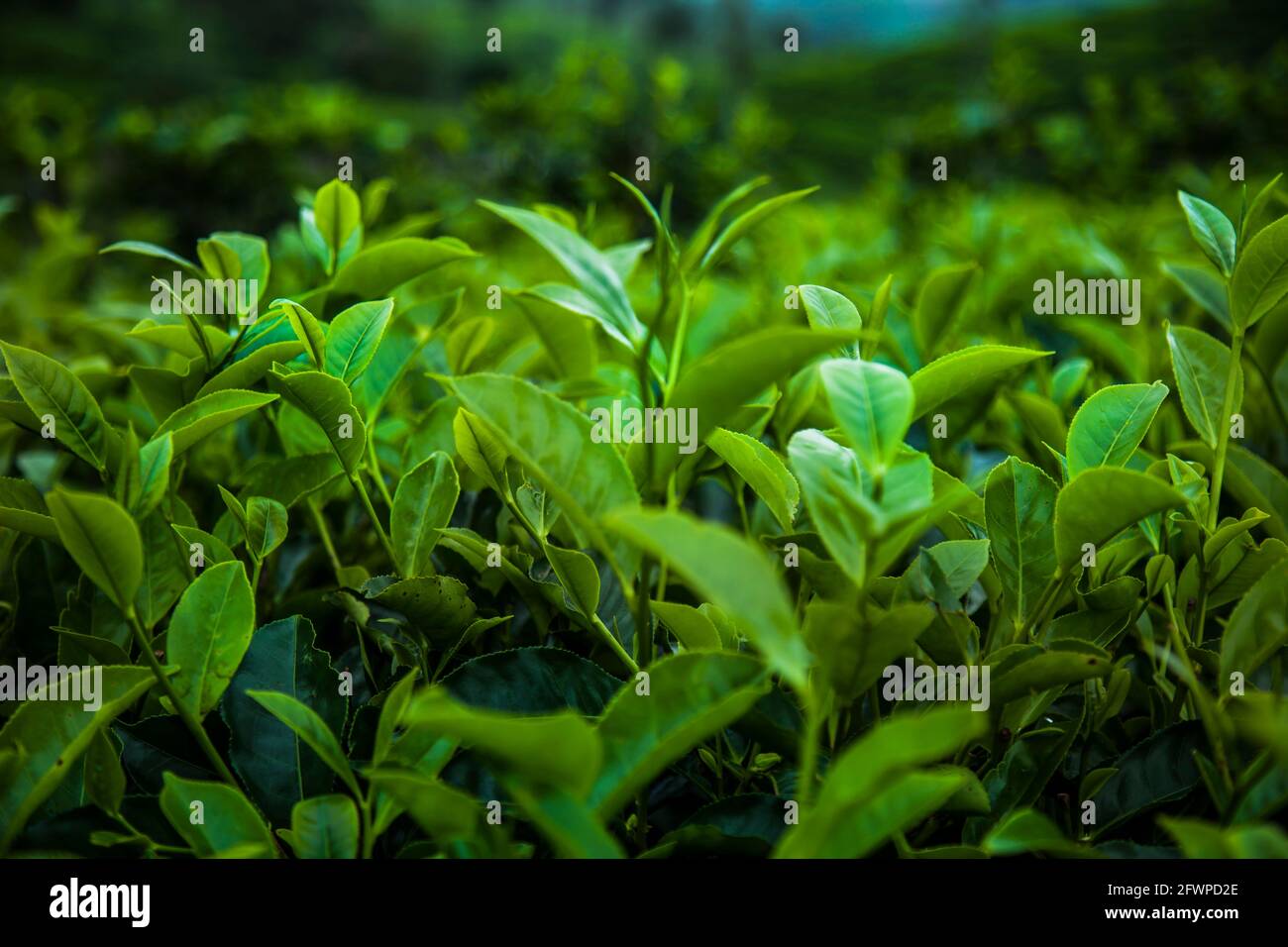 Close up of fresh tea leaves Stock Photo - Alamy