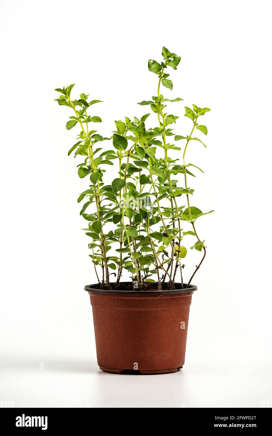 Oregano plant growing in a pot on white background isolated Stock Photo ...