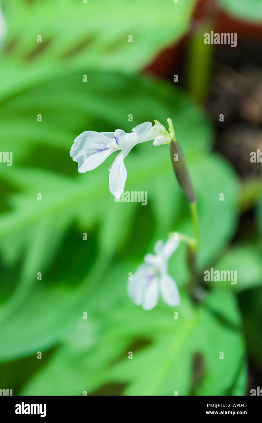Maranta leuconeura var. Kerchoveana - closeup of blooming Maranta ...