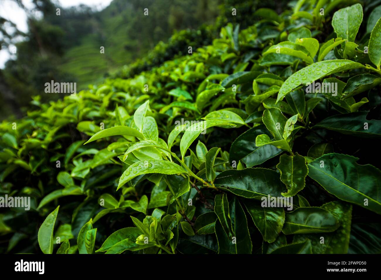 Close up of fresh tea leaves Stock Photo - Alamy