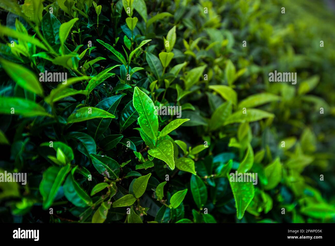 Close up of fresh tea leaves Stock Photo - Alamy