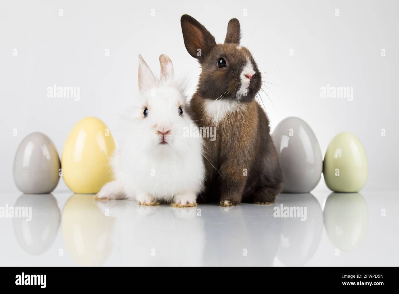Eggs,Spring baby bunny, happy easter background Stock Photo - Alamy