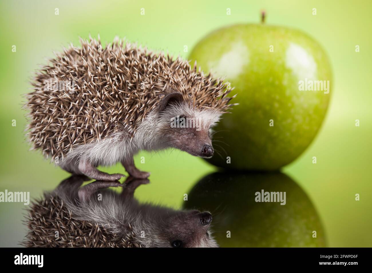 Hedgehog with apple, Autumnal animal Stock Photo - Alamy