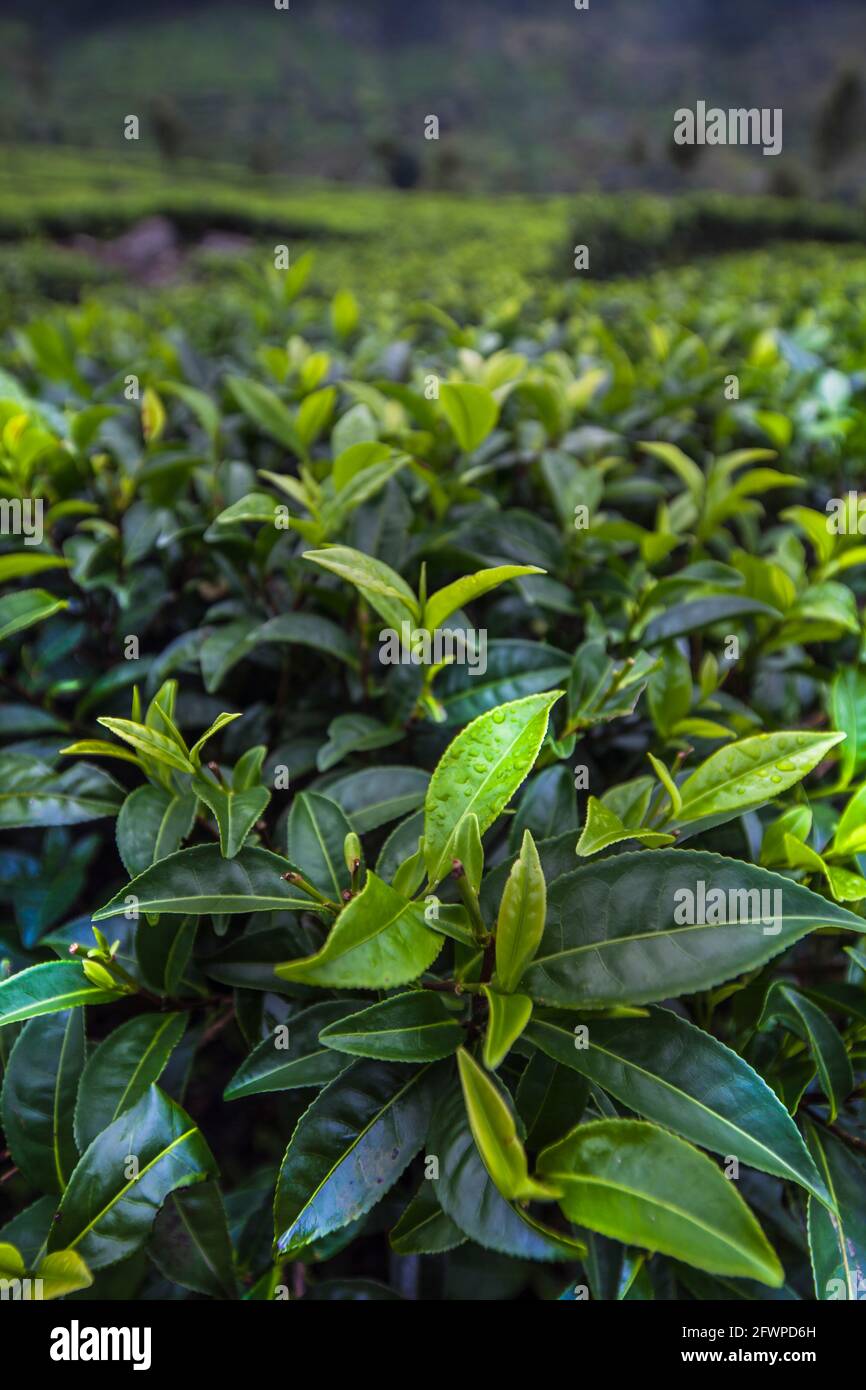 Field of green tea plantation Stock Photo - Alamy