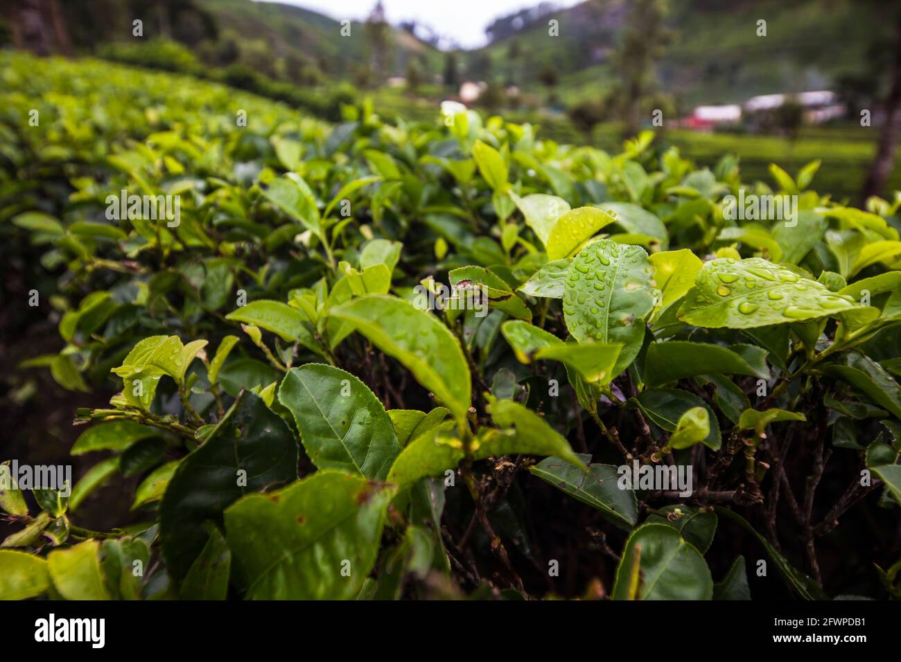 Close up of fresh tea leaves Stock Photo - Alamy