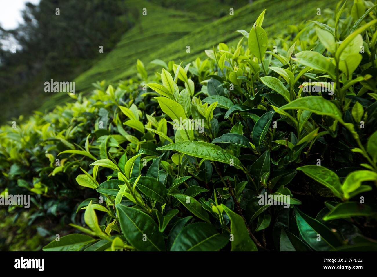 Field of green tea plantation Stock Photo - Alamy
