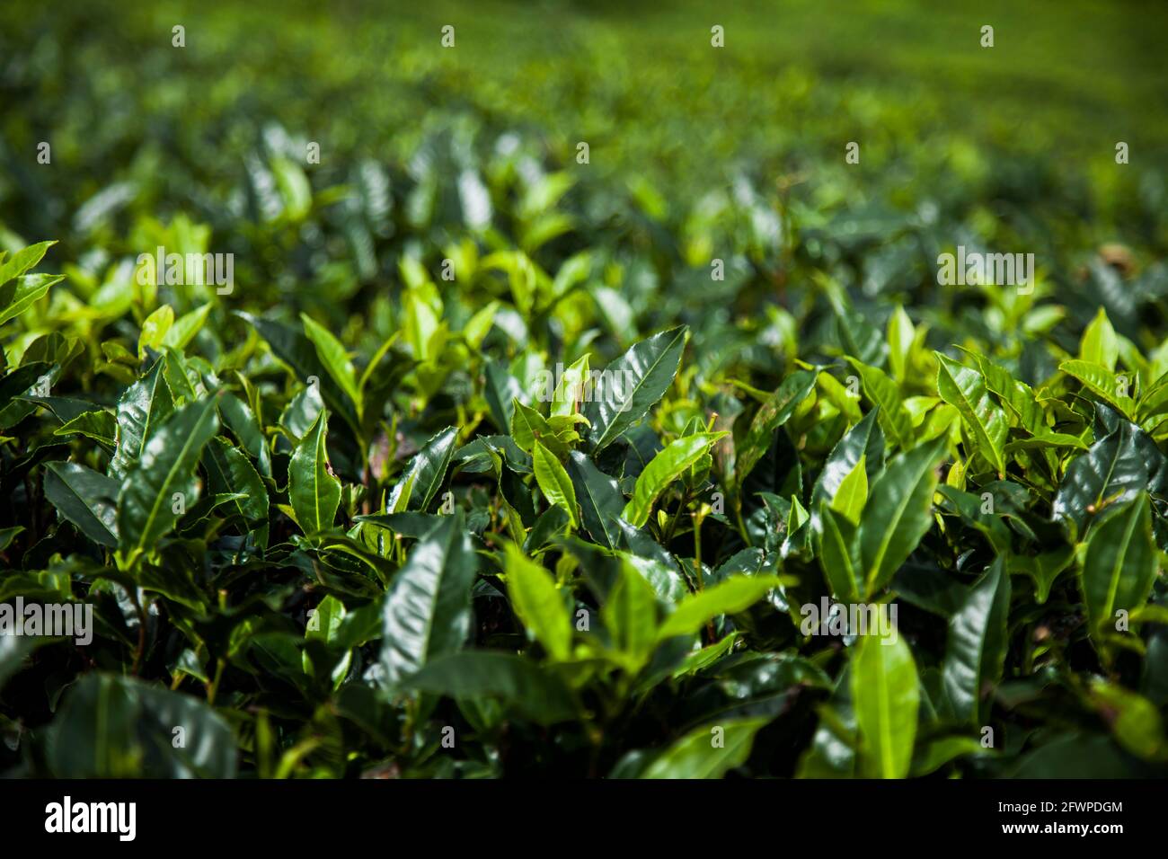 Close up of fresh tea leaves Stock Photo - Alamy