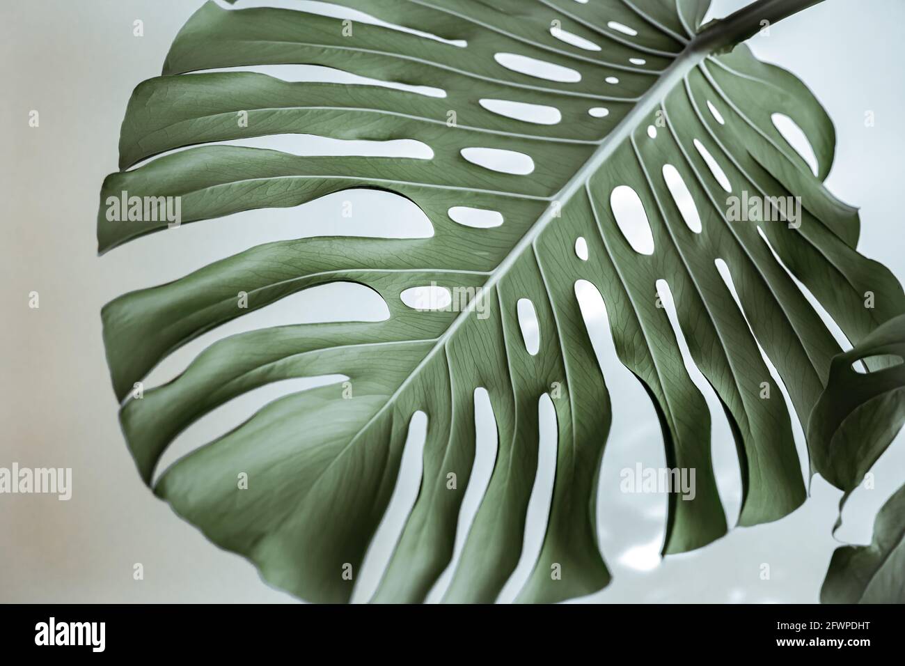 Textured leaves of a monstera plant close-up Stock Photo - Alamy