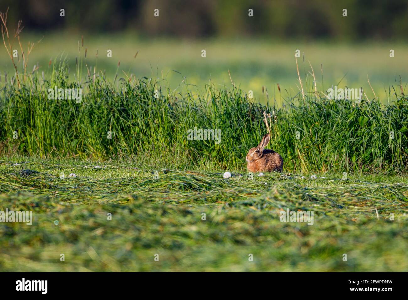 Field hare hi-res stock photography and images - Alamy