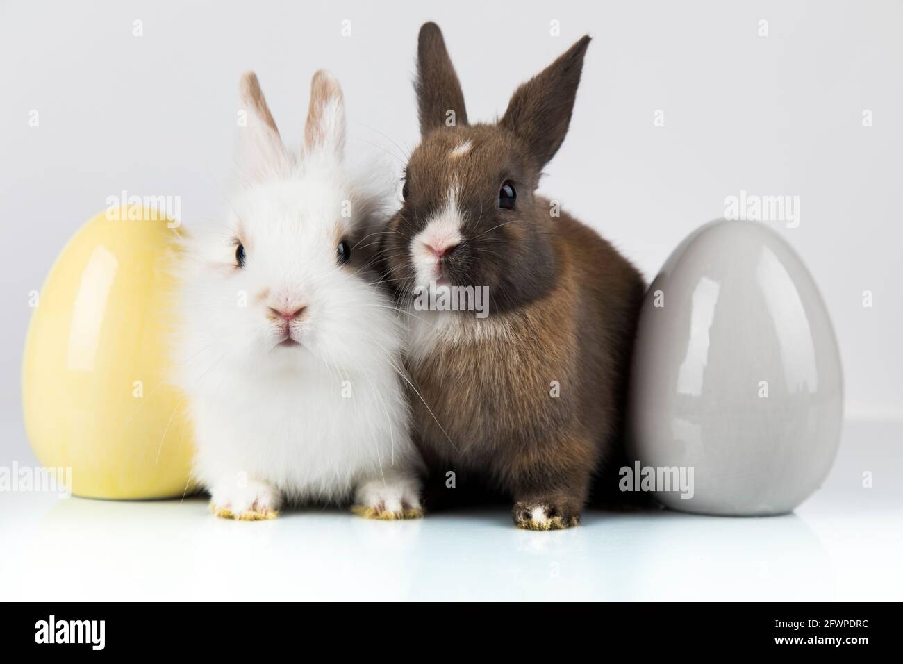 Eggs,Spring baby bunny, happy easter background Stock Photo - Alamy