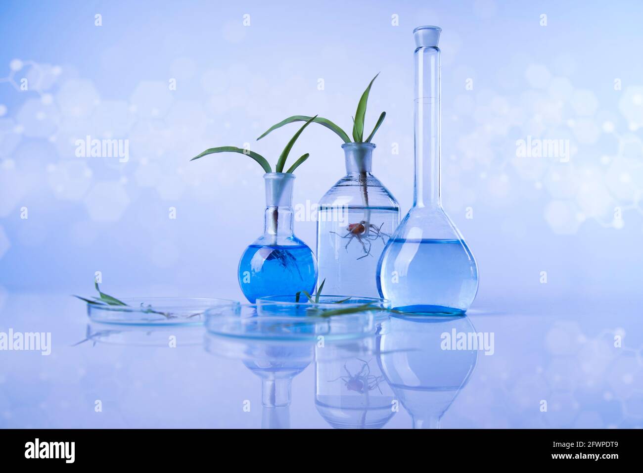 Science experiment with plant laboratory Stock Photo - Alamy