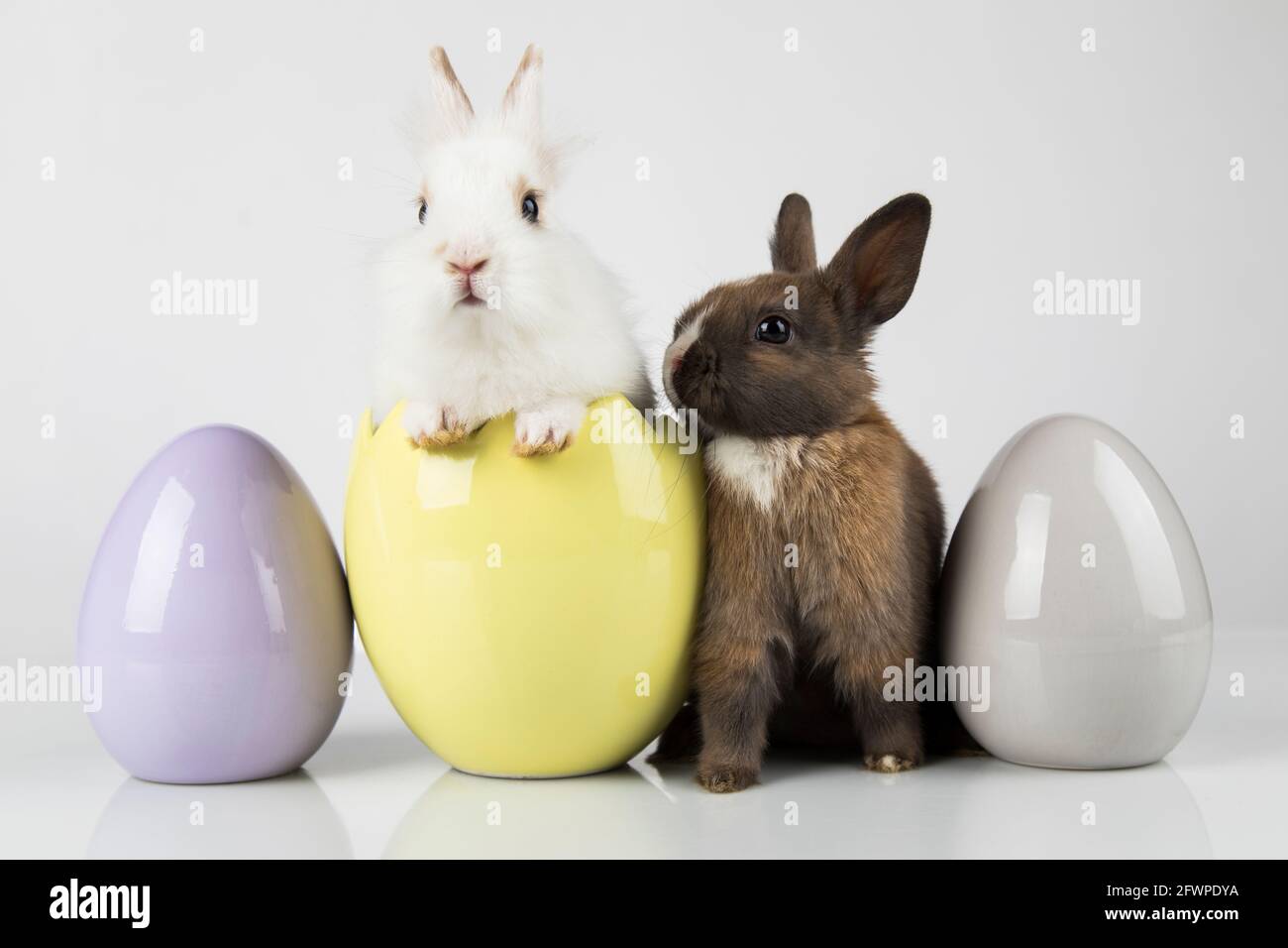 Eggs,Spring baby bunny, happy easter background Stock Photo - Alamy