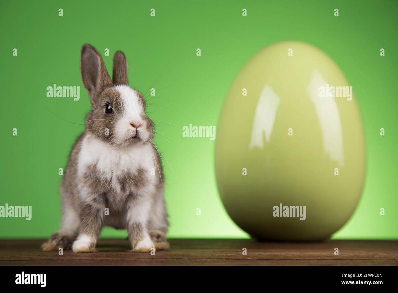Baby bunny and egg, easter background Stock Photo - Alamy