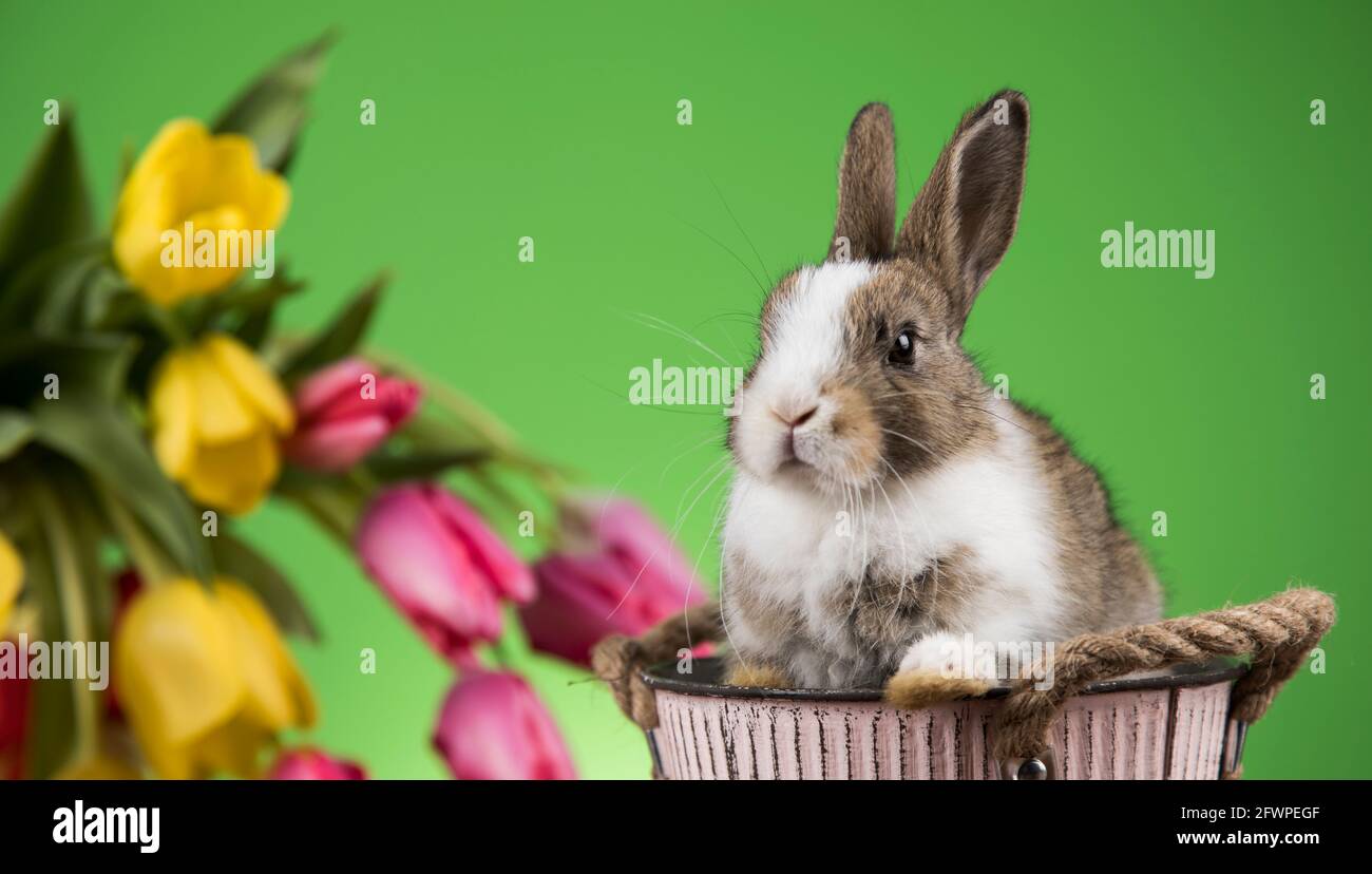 Spring baby bunny, happy easter background Stock Photo - Alamy