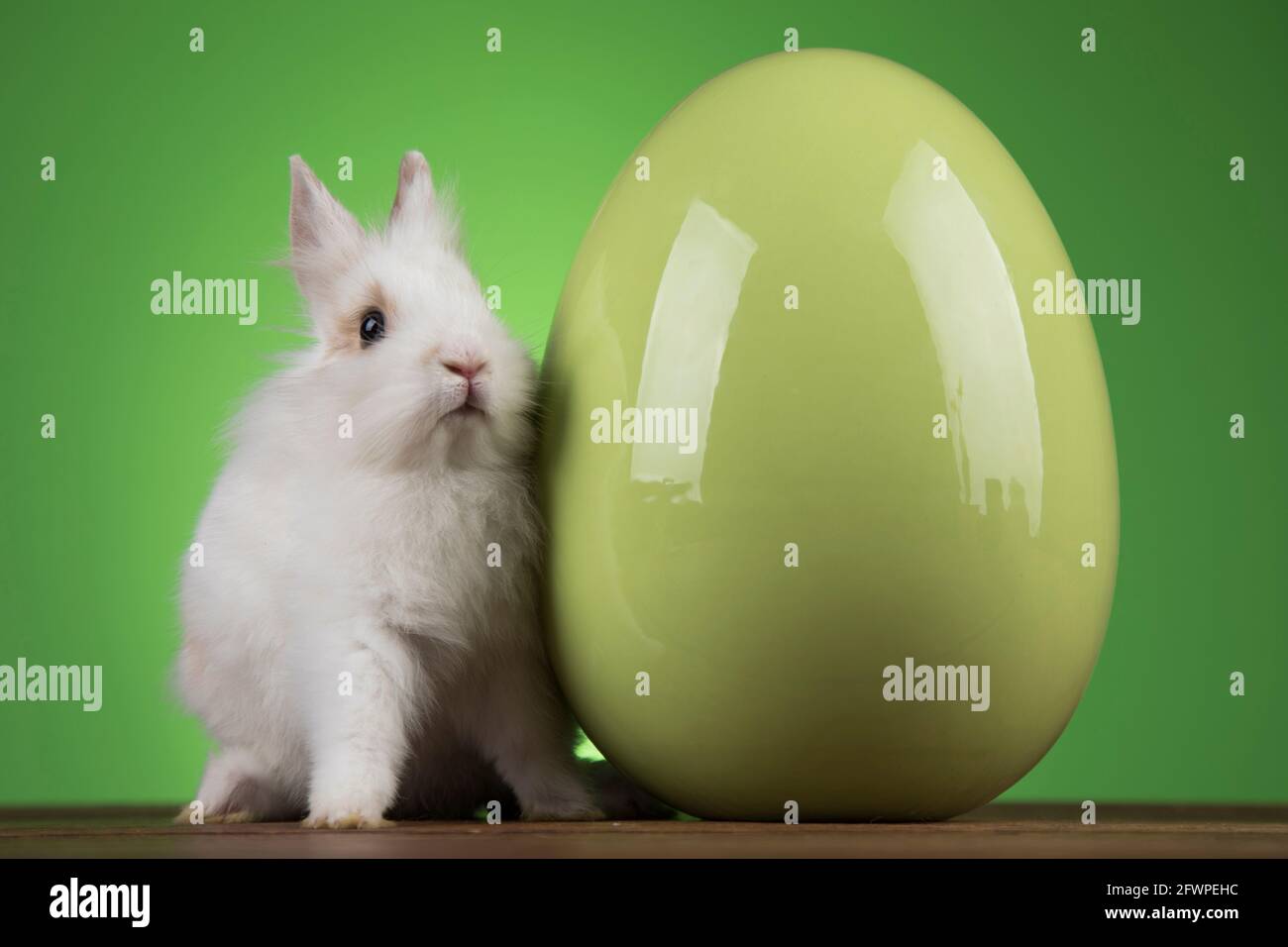 Egg,Little bunny, happy easter background Stock Photo - Alamy