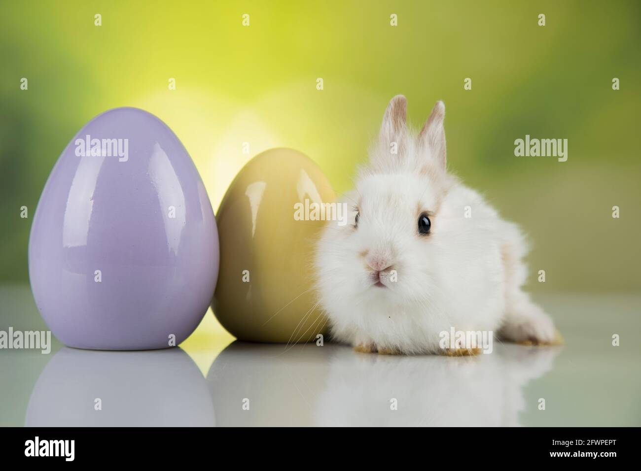 Rabbit, Bunny and easter eggs Stock Photo - Alamy