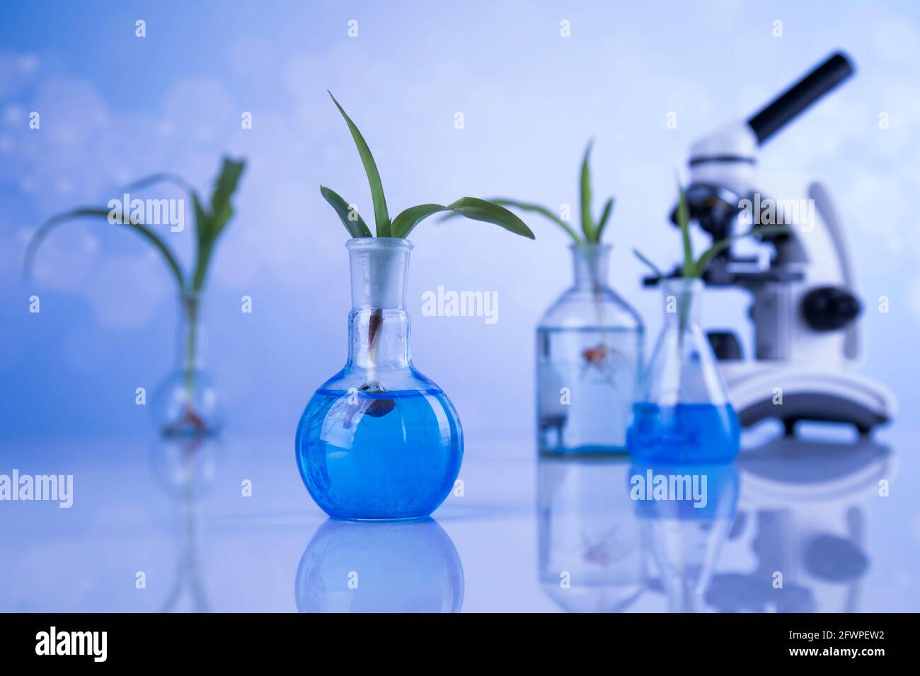 Microscope, Biotechnology concept, Plant laboratory experimental Stock ...